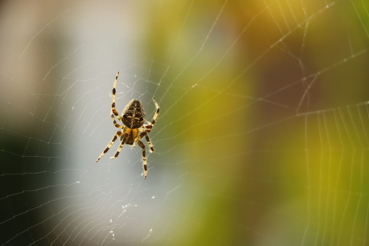 How The Holy Spirit Is Like A Spider Web - STAR 93.3